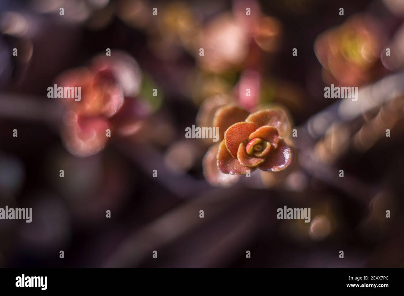 Plants in nature. Spring season. New life. Green foliage. Natural ...