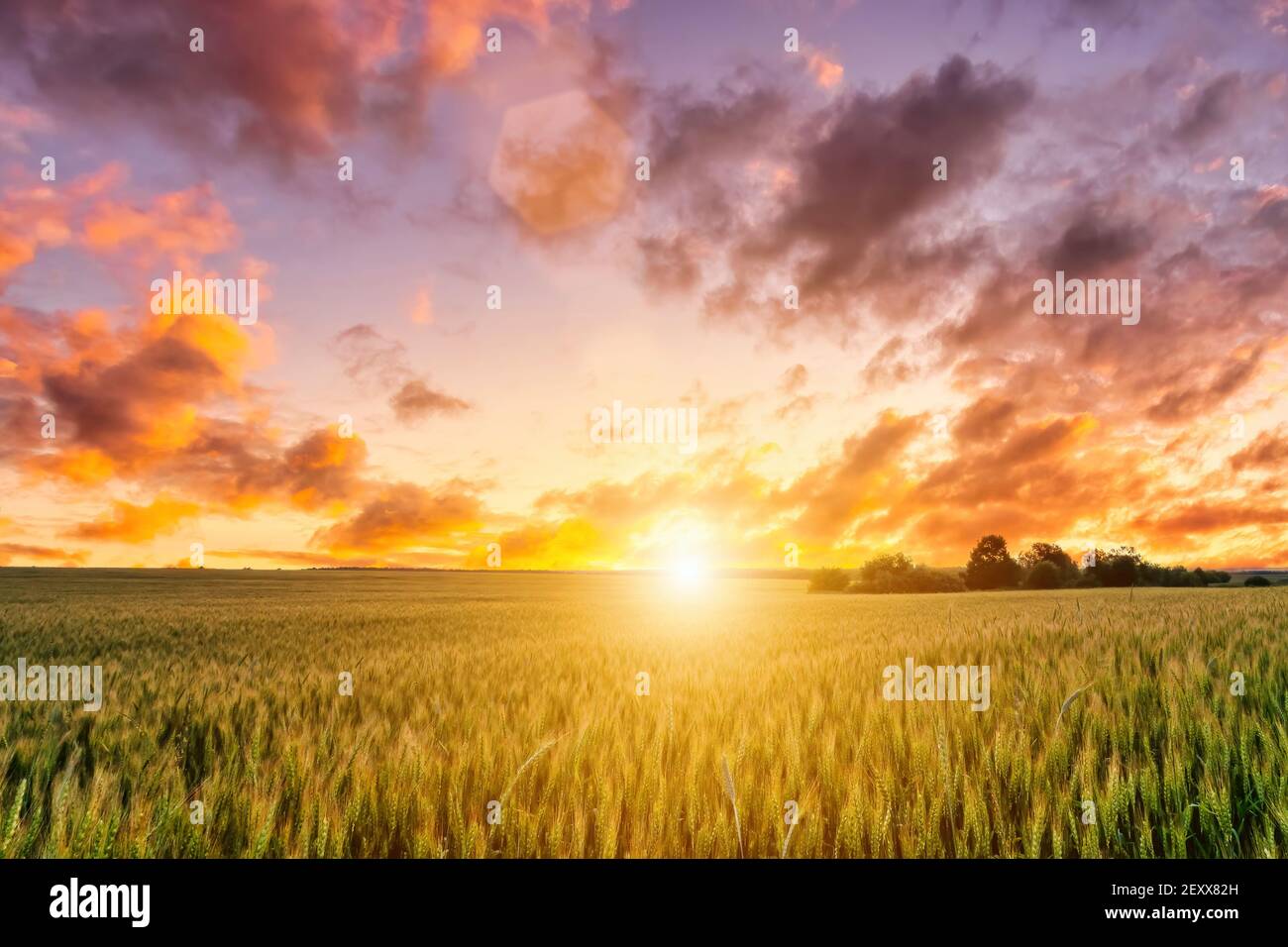 Sunset or sunrise on a rye field with golden ears and a dramatic cloudy ...