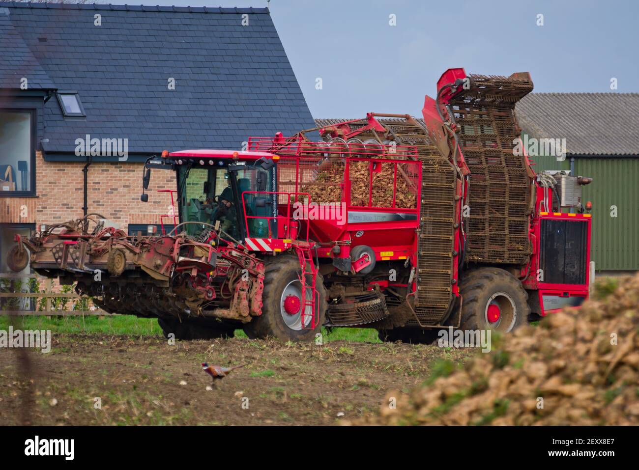 Sugar beet harvester hi-res stock photography and images - Alamy