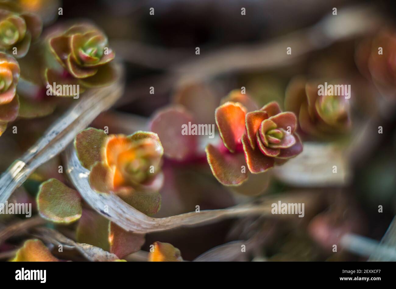 Plants in nature. Spring season. New life. Green foliage. Natural ...