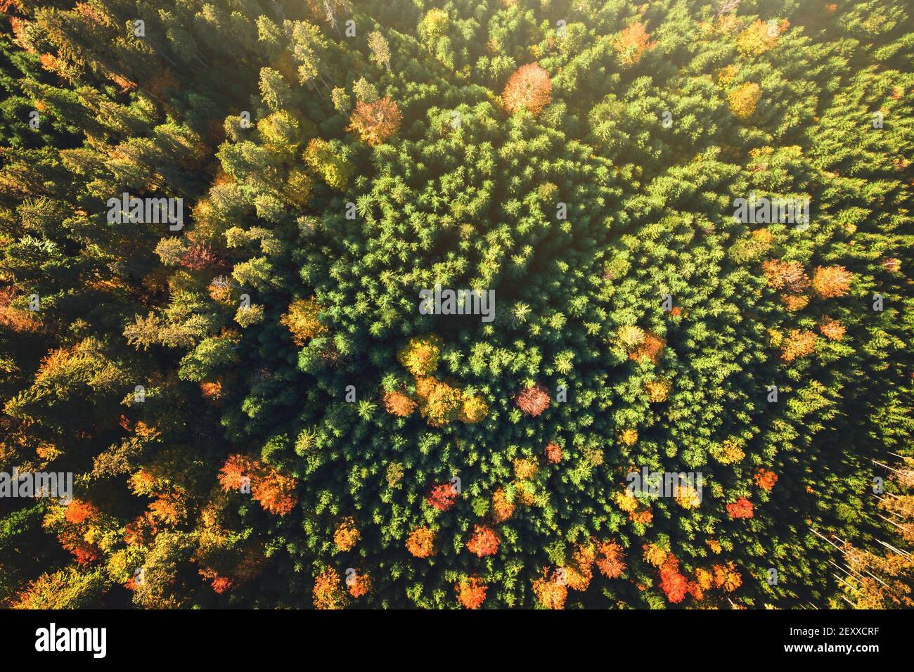 Top down aerial view of bright green spruce and yellow autumn trees in ...