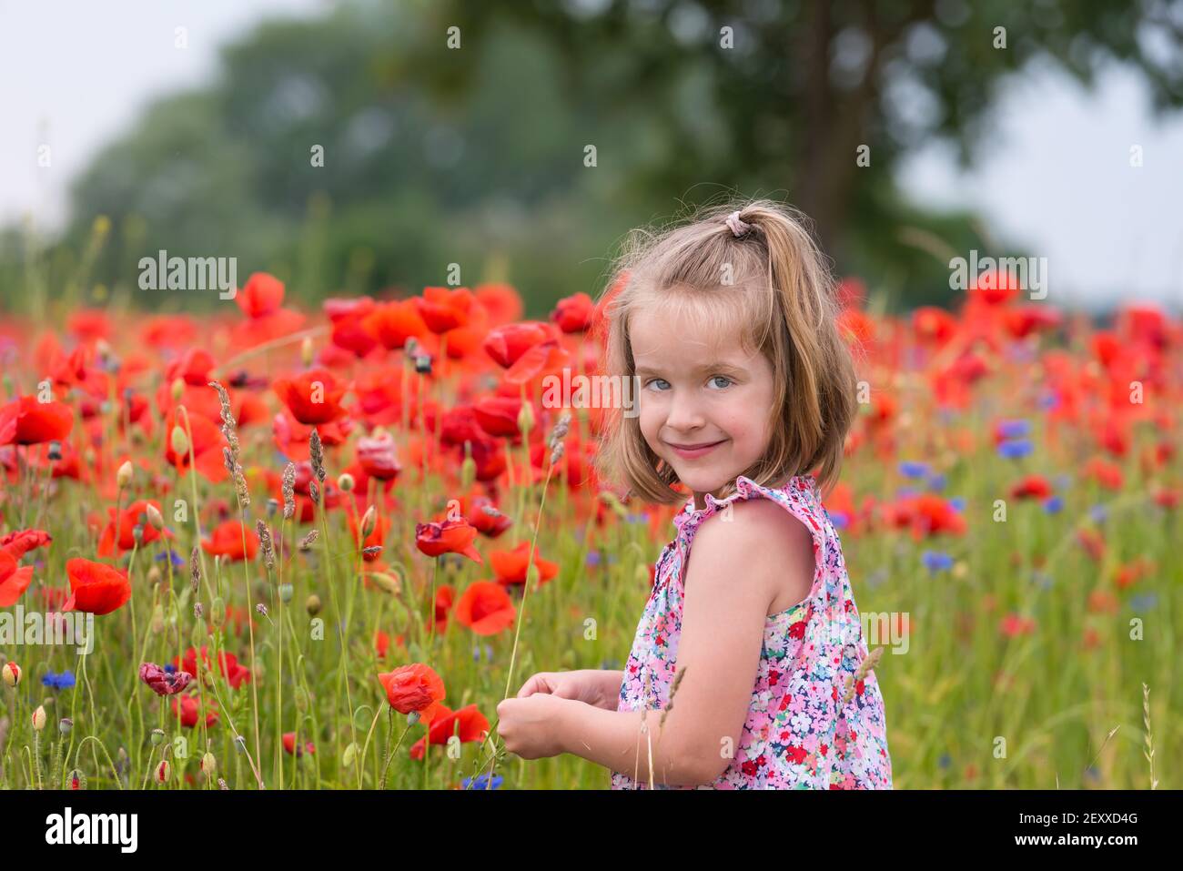 Cute little girl and poppies Stock Photo - Alamy