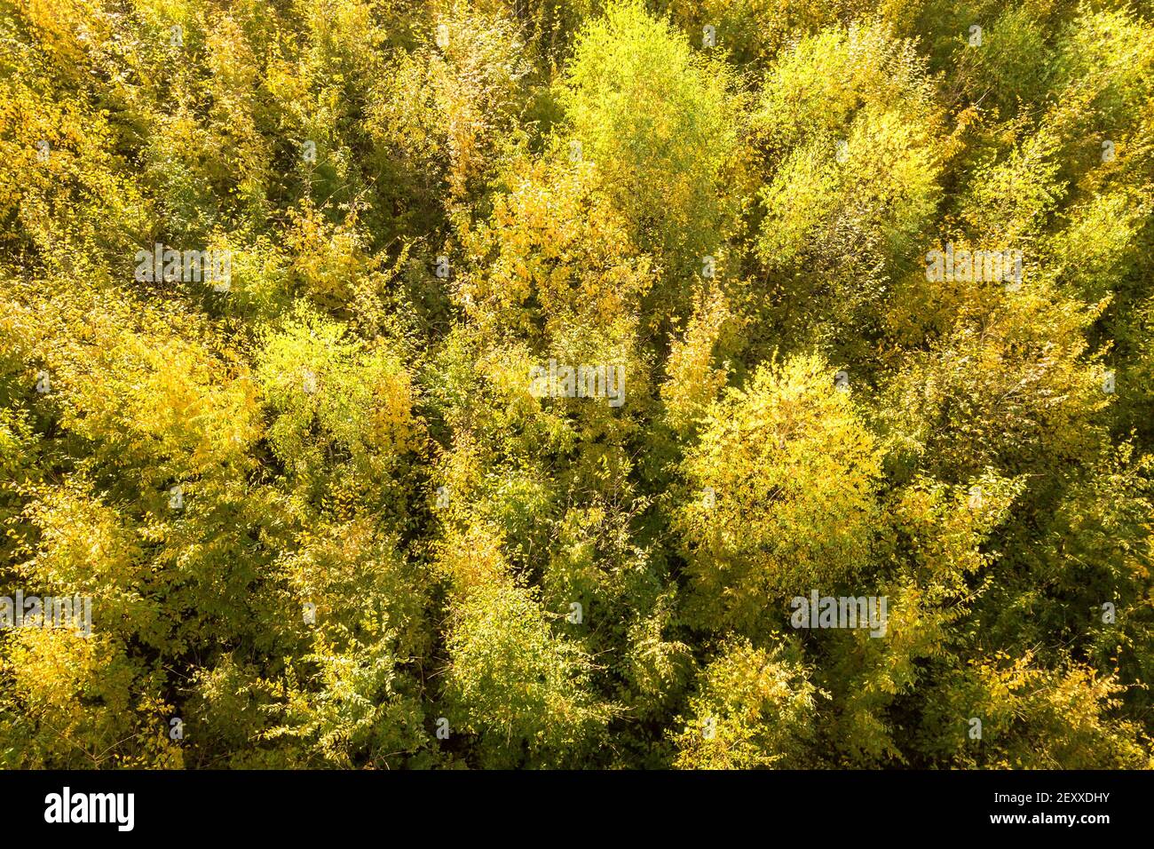 Top down aerial view of green and yellow canopies in autumn forest with ...