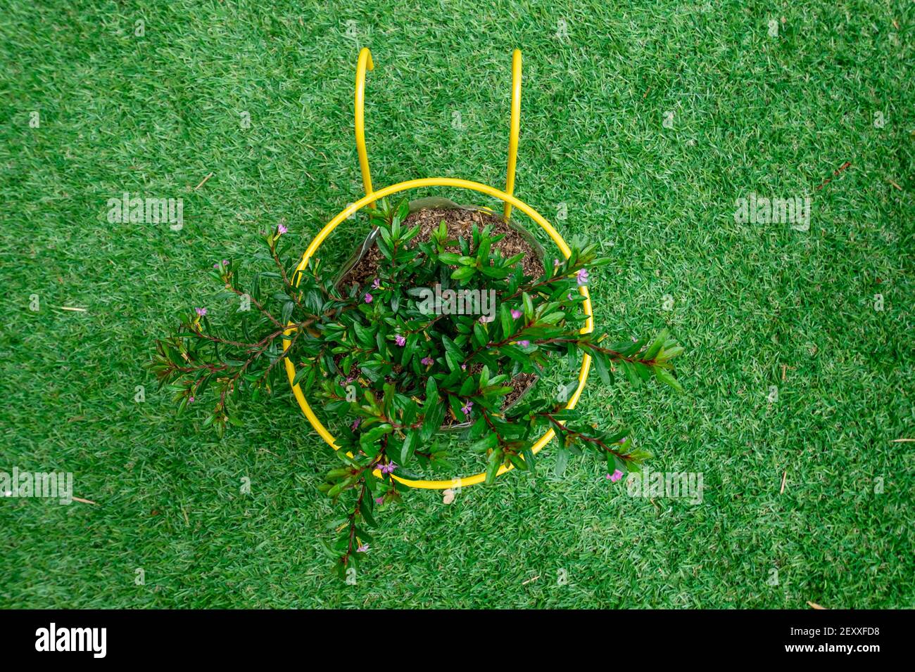 False, Mexican, Hawaiian Heather or Elfin Herb (Cuphea hyssopifolia ...