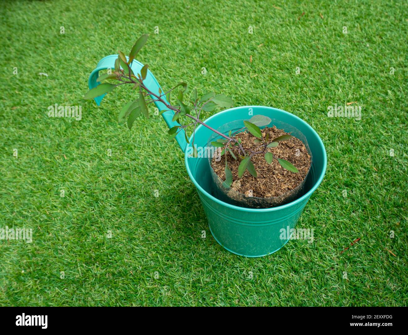 Porophyllum Ruderale, a Herbaceous Plant in a Green Pot on the Grass ...