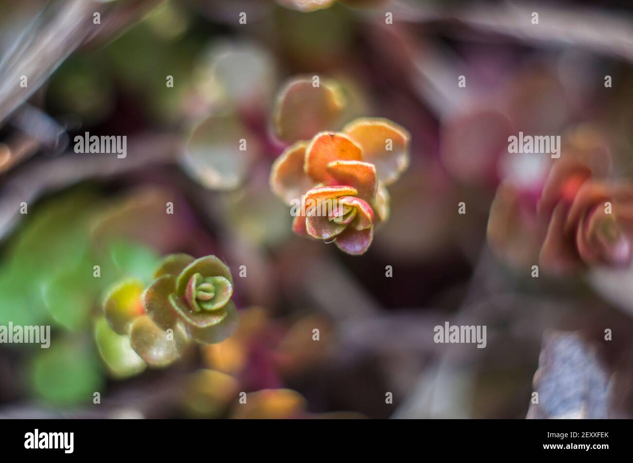 Plants in nature. Spring season. New life. Green foliage. Natural ...