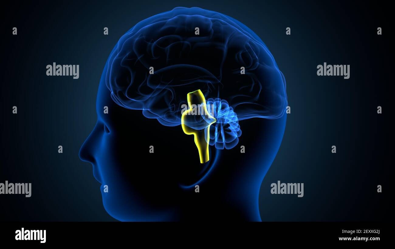Human Brain inner parts Anatomy. 3D Illustration Stock Photo - Alamy