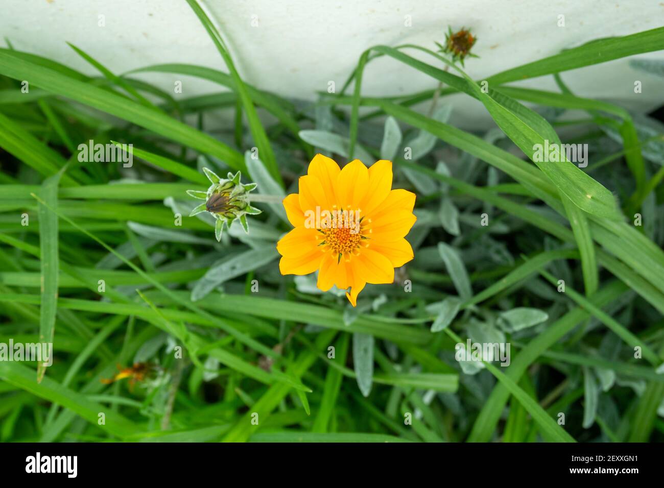 Treasure Flower (Gazania rigens), Yellow Flower in the Middle of the ...