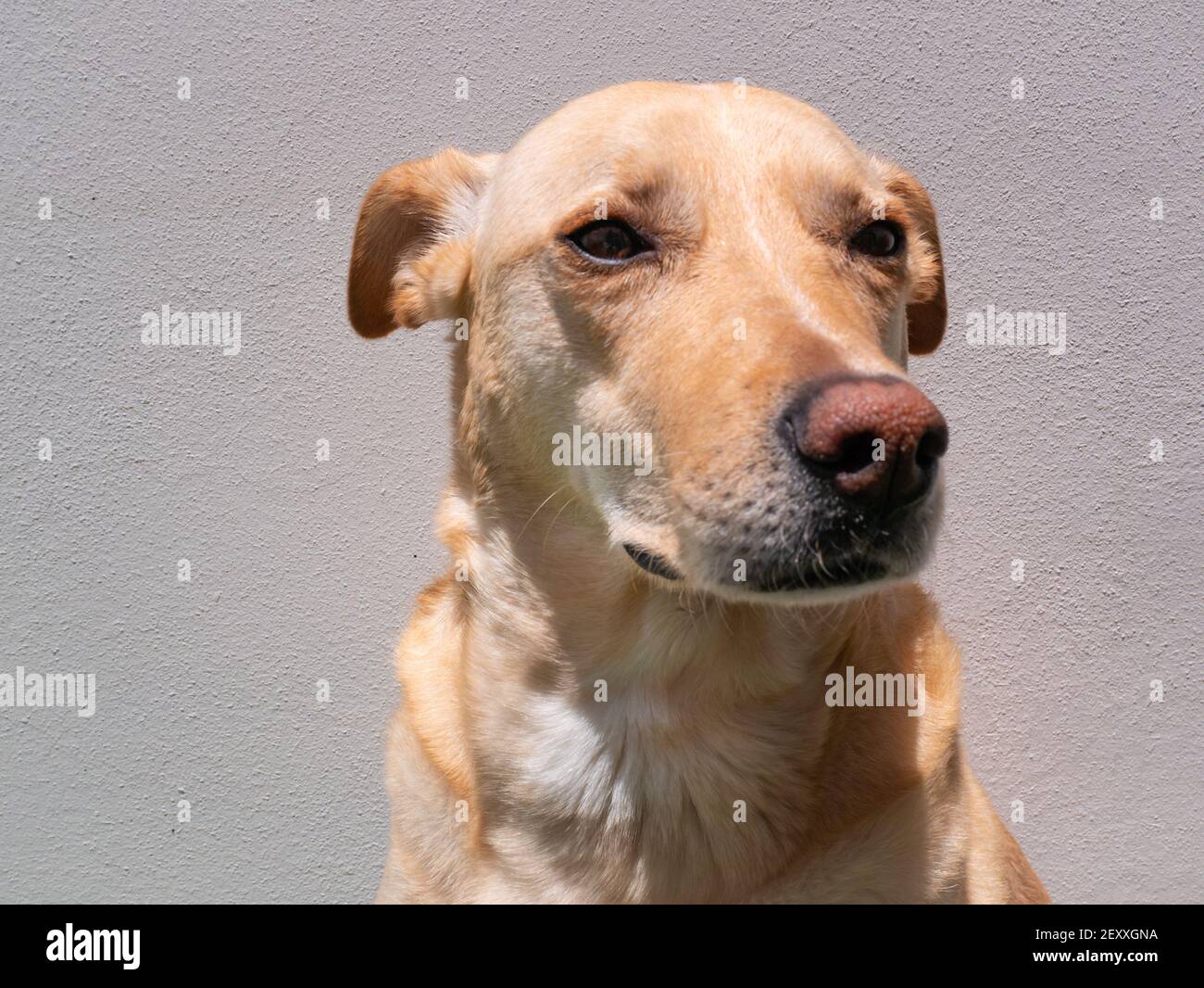 Black dog squinting hi-res stock photography and images - Alamy