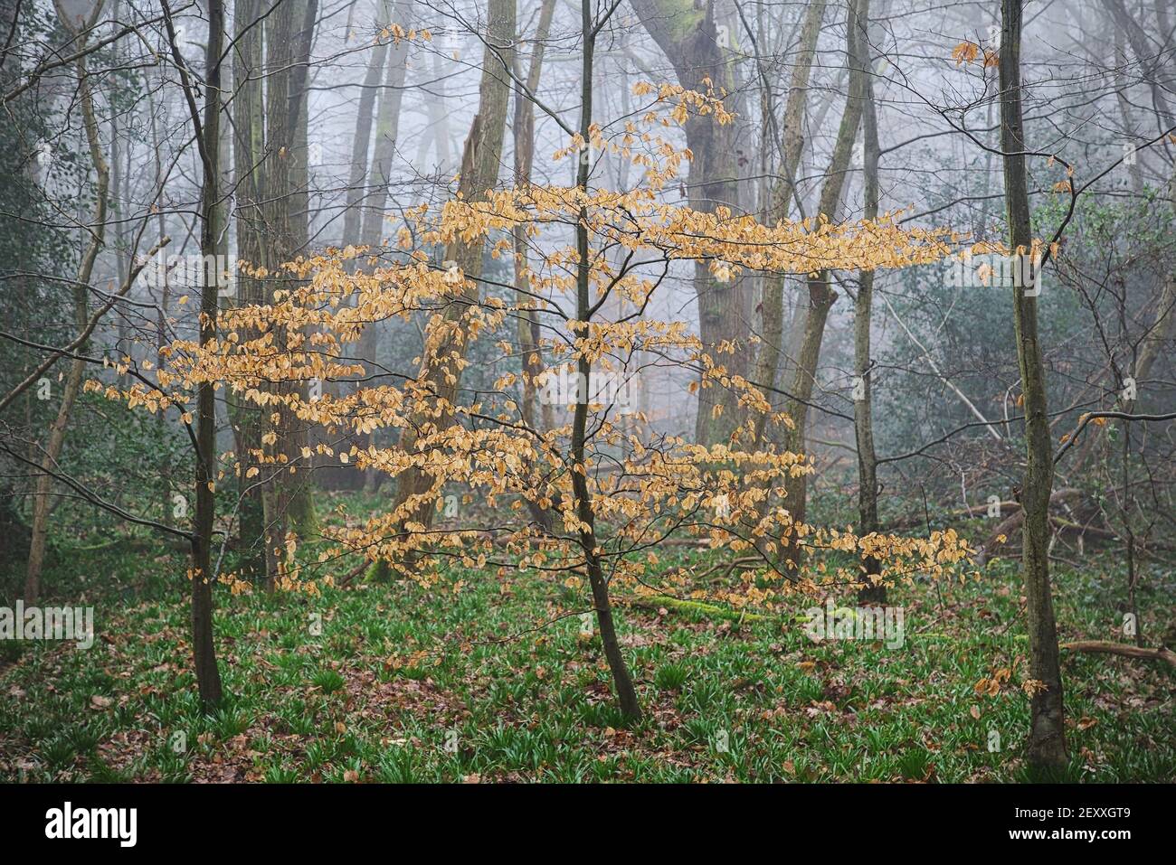 Selsdon woods hi-res stock photography and images - Alamy
