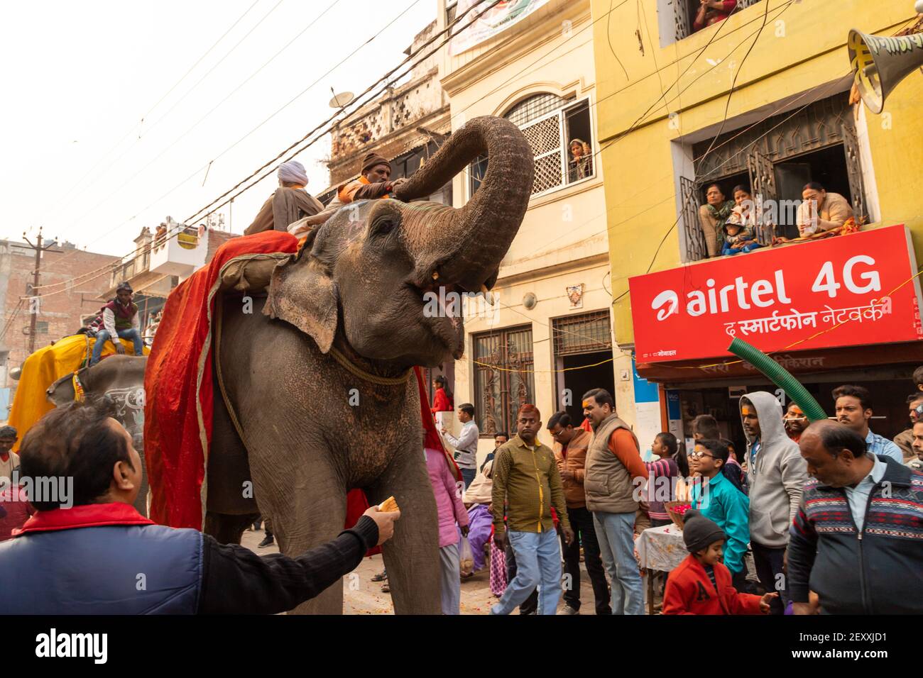 indian priest sit on elephant and ride during the kumbh mela in ...