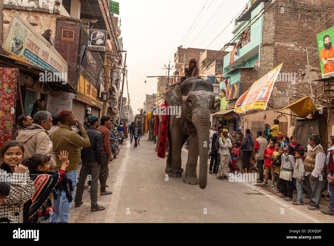 indian priest sit on elephant and ride during the kumbh mela in ...