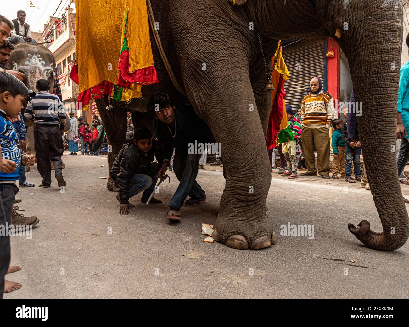 indian priest sit on elephant and ride during the kumbh mela in ...