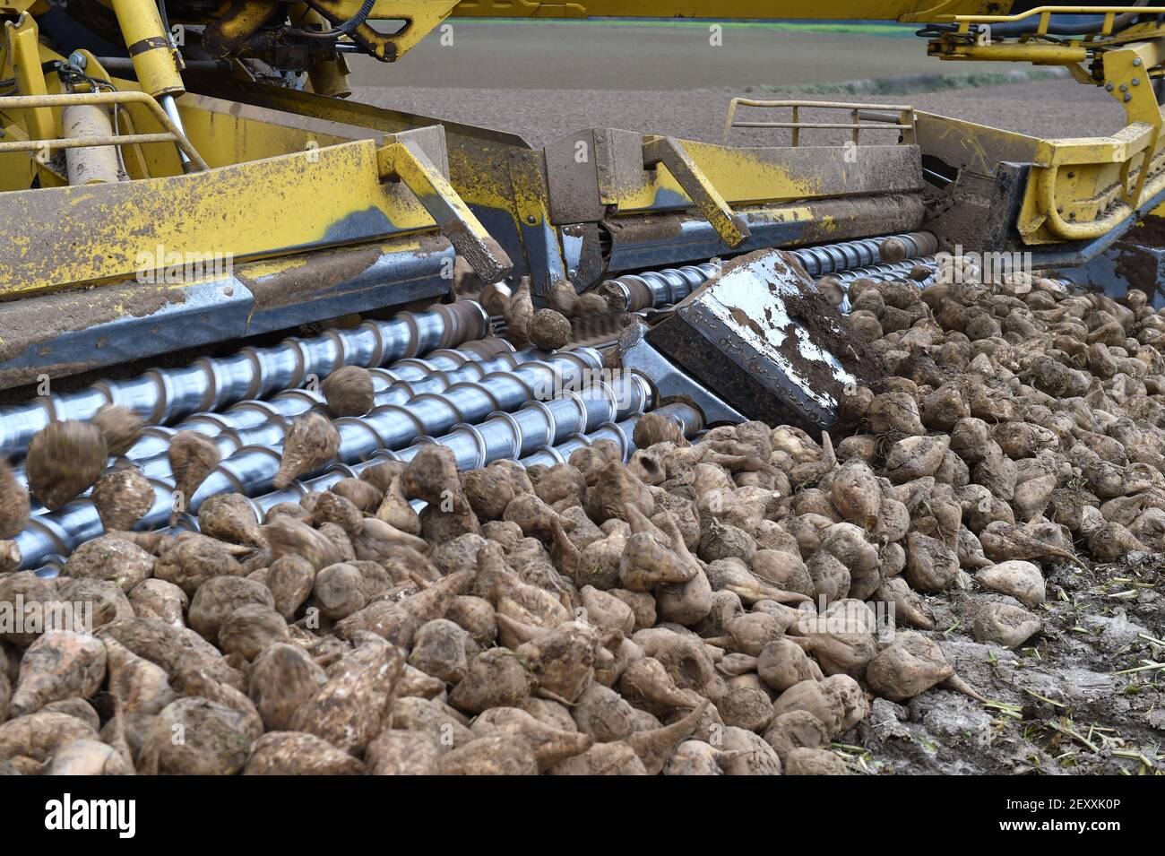 Sugar Beet Loader Stock Photo - Alamy