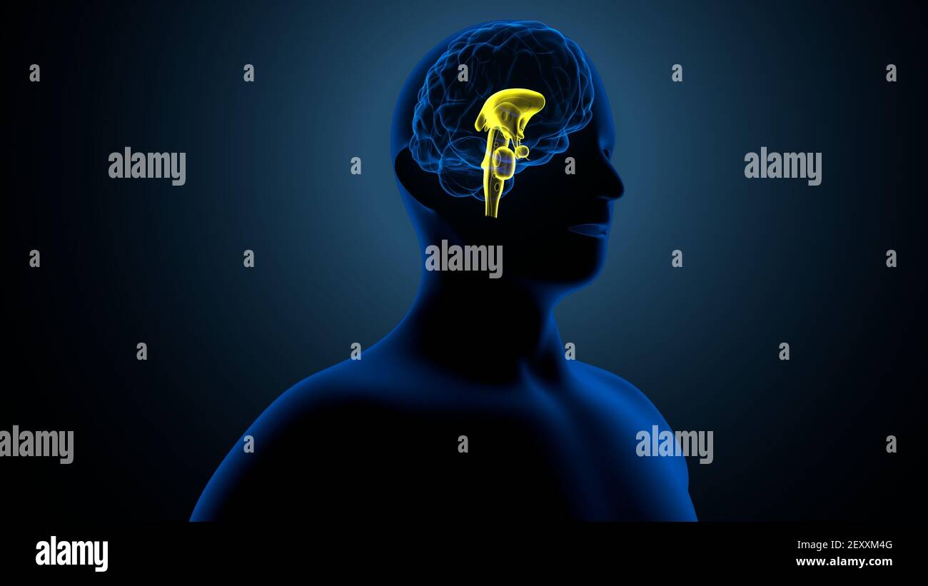 Human Brain inner parts Anatomy. 3D Illustration Stock Photo - Alamy