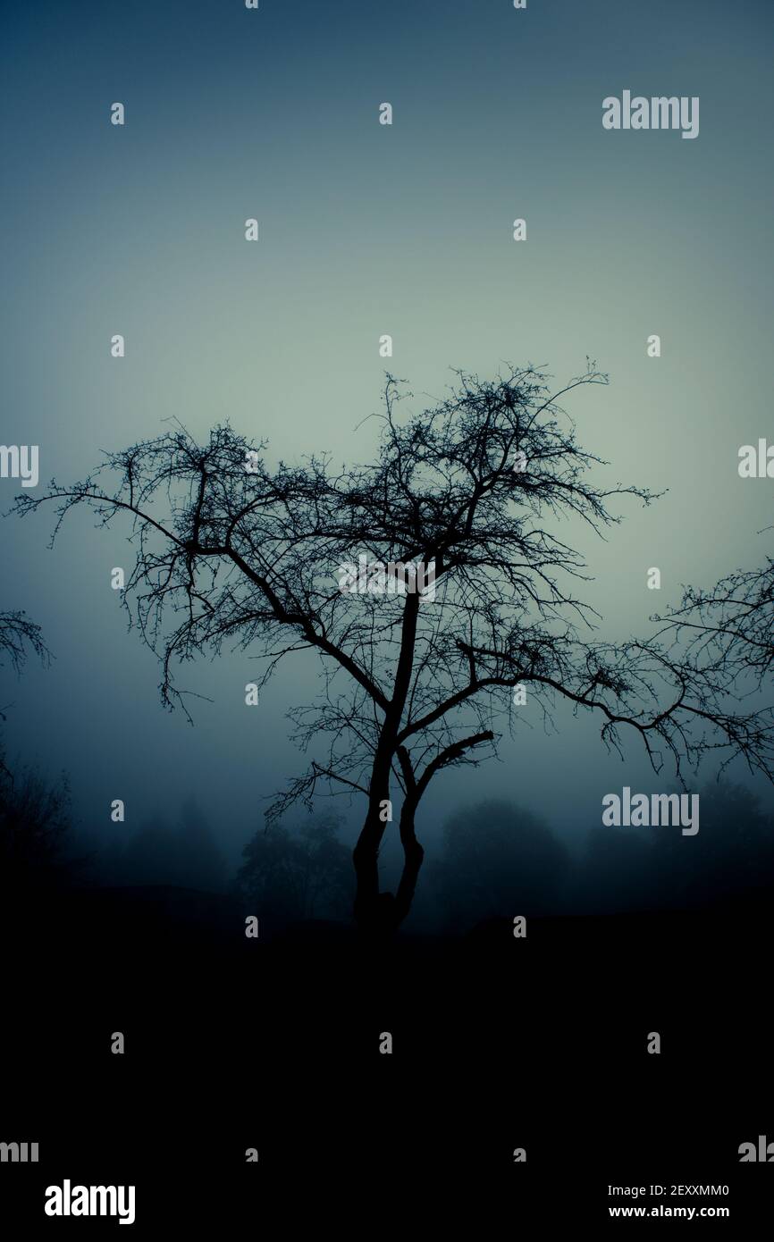 Dark Nature Cover Photos