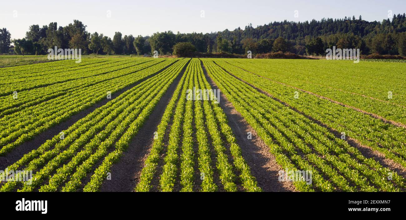 Planted Rows Herb Farm Agricultural Field Plant Crop Stock Photo - Alamy