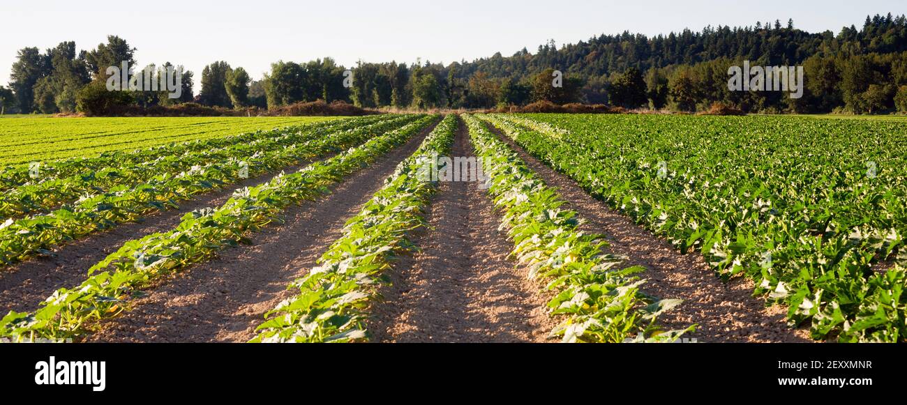 Planted Rows Herb Farm Agricultural Field Plant Crop Stock Photo - Alamy