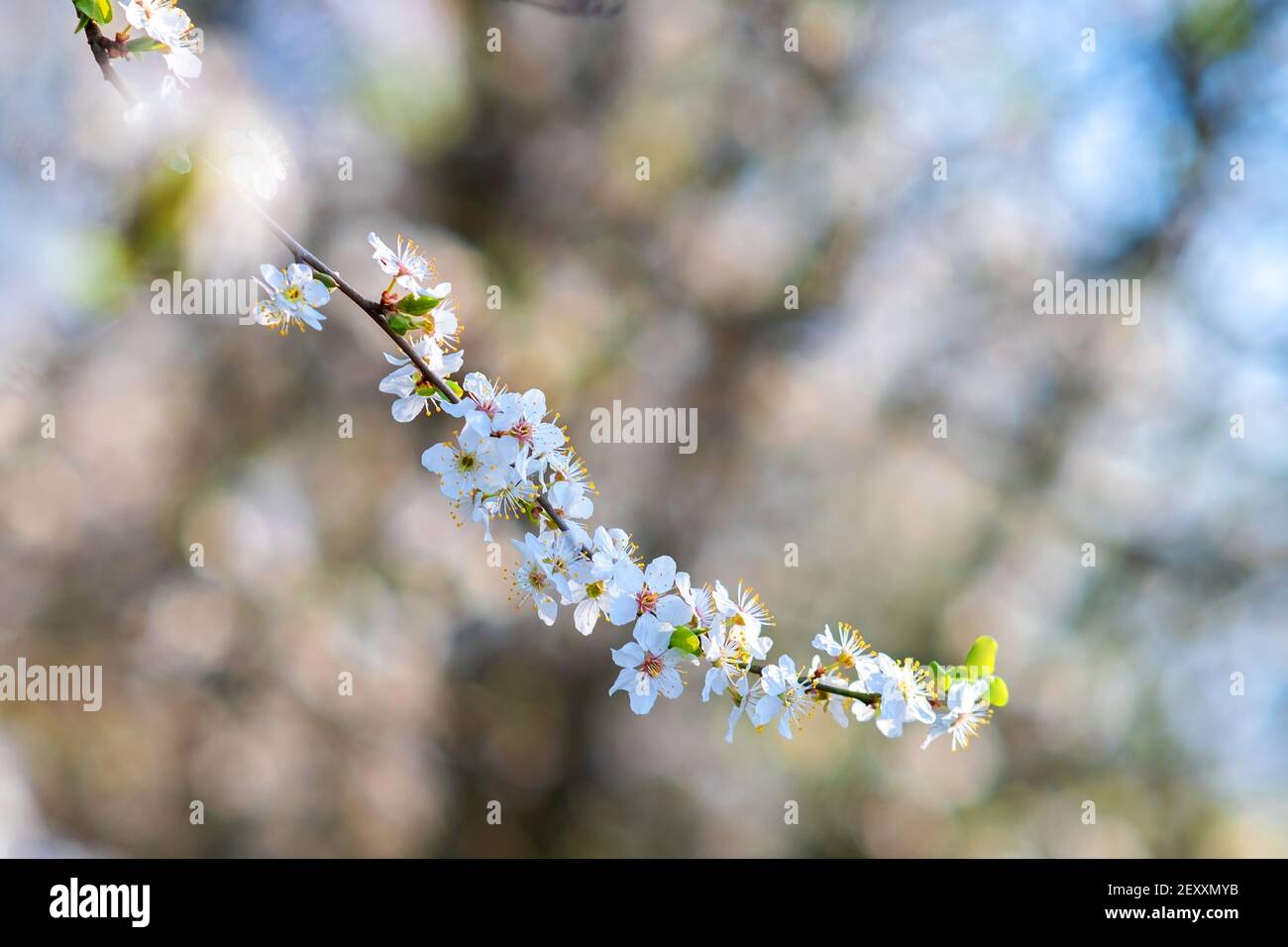Fruit tree twigs with blooming white and pink petal flowers in spring ...