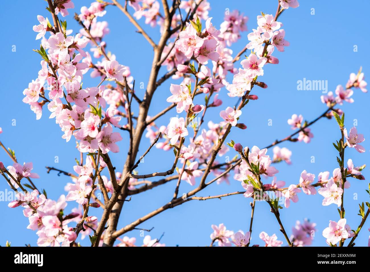 Fruit tree twigs with blooming white and pink petal flowers in spring ...