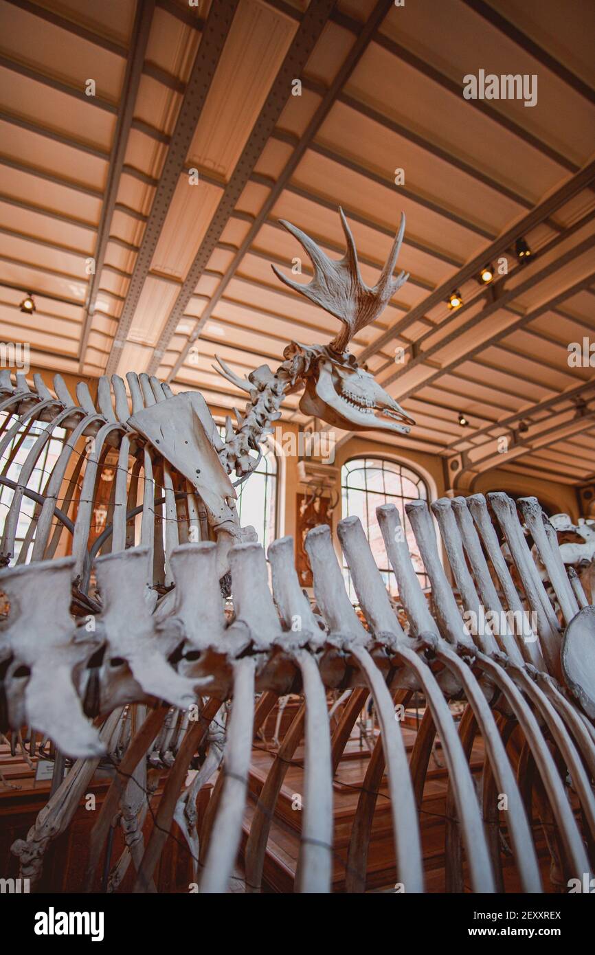 PARIS, FRANCE - Feb 18, 2020: Visiting the Natural history museum in ...