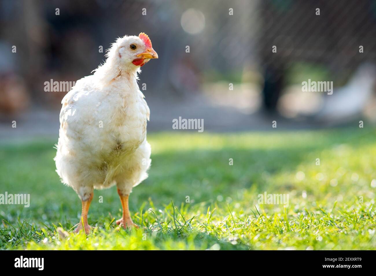 Hen feed on traditional rural barnyard. Close up of chicken standing on ...