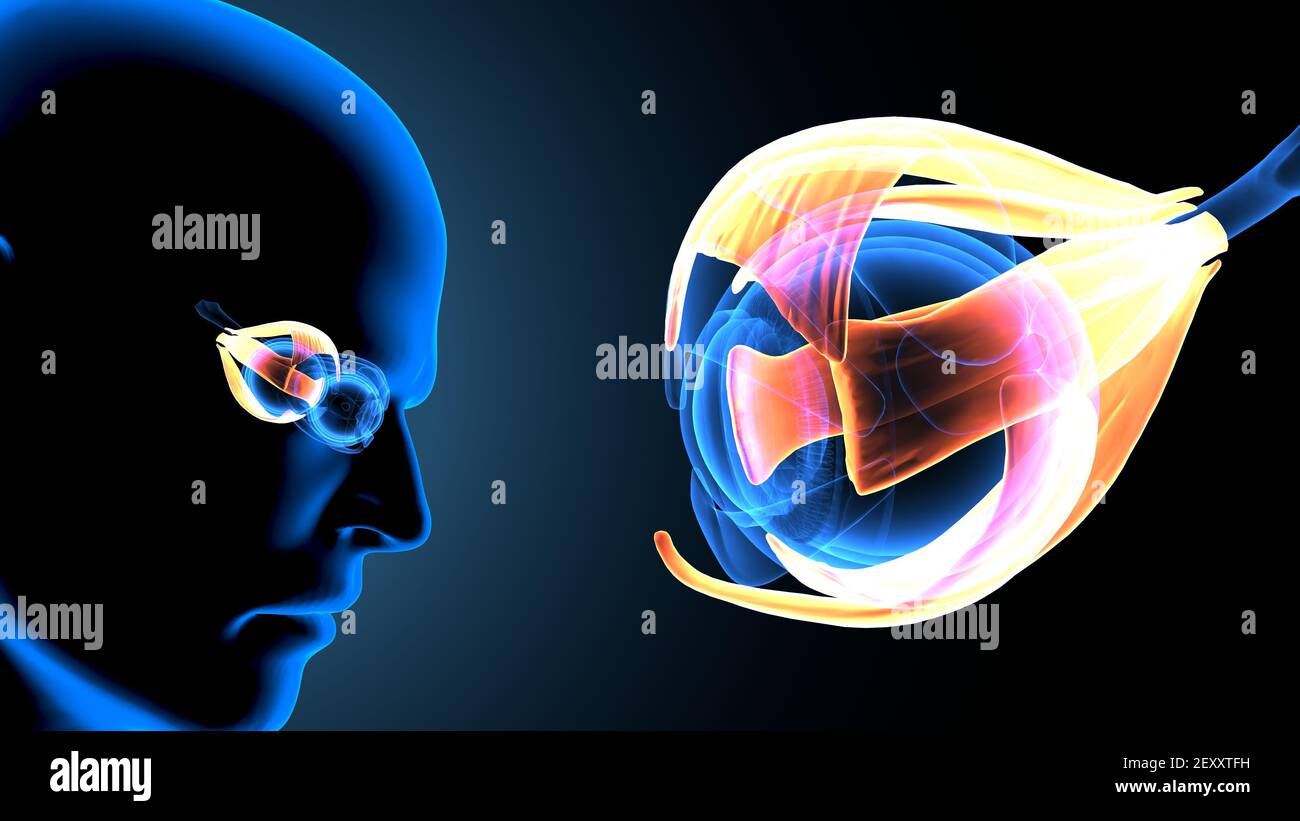 3d render of human body eye anatomy Stock Photo - Alamy