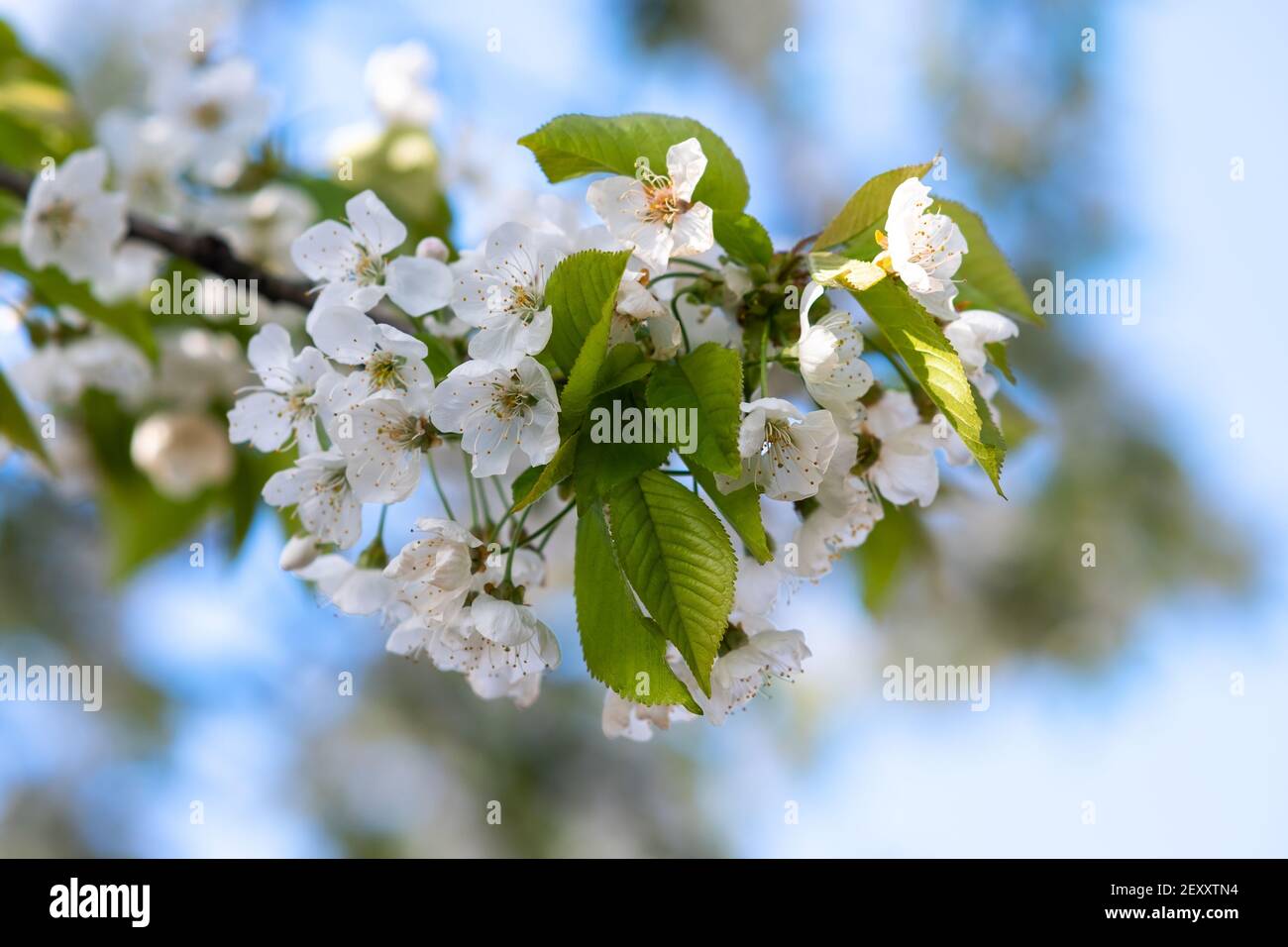 Fruit tree twigs with blooming white and pink petal flowers in spring ...