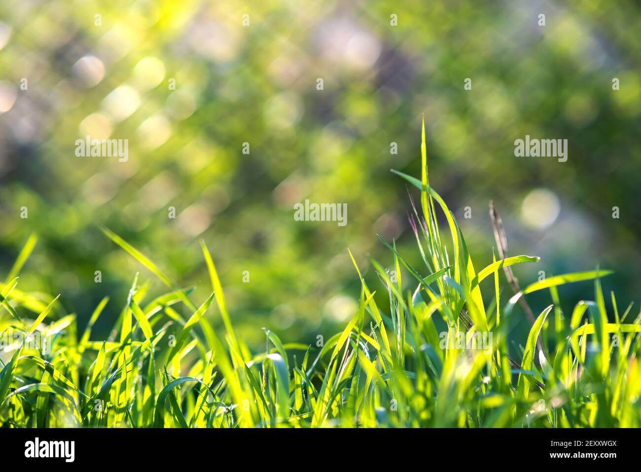 Closeup of green grass stems on summer lawn Stock Photo - Alamy