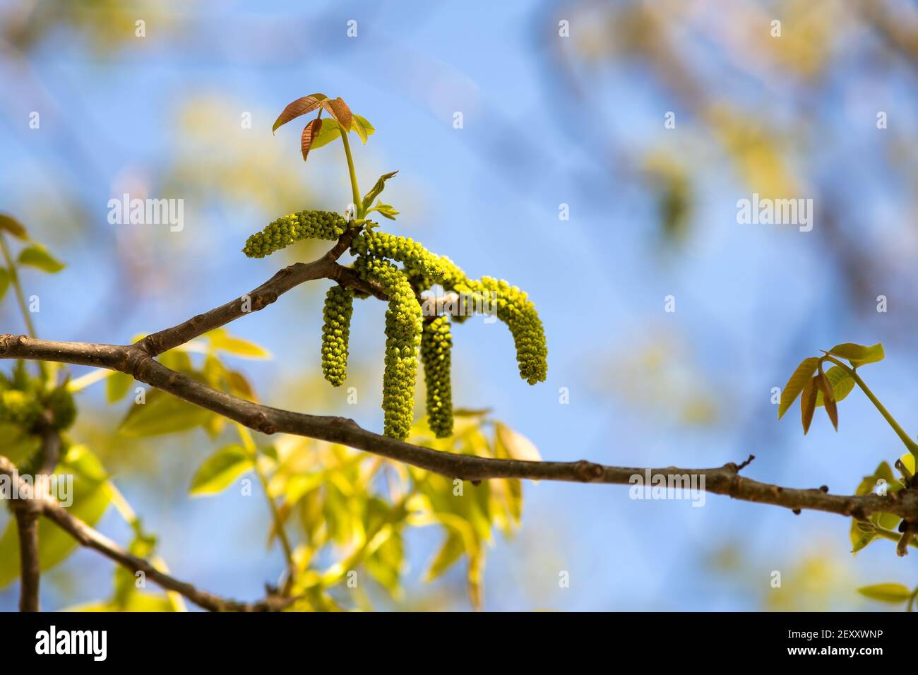 Walnut tree buds blooming leaves hi-res stock photography and images ...