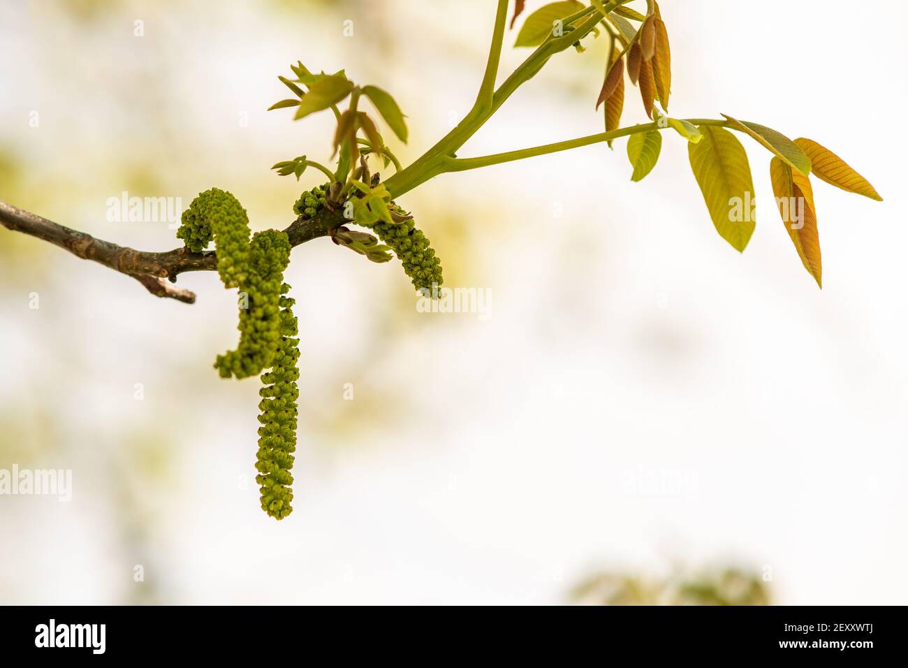 Walnut blooms hi-res stock photography and images - Alamy