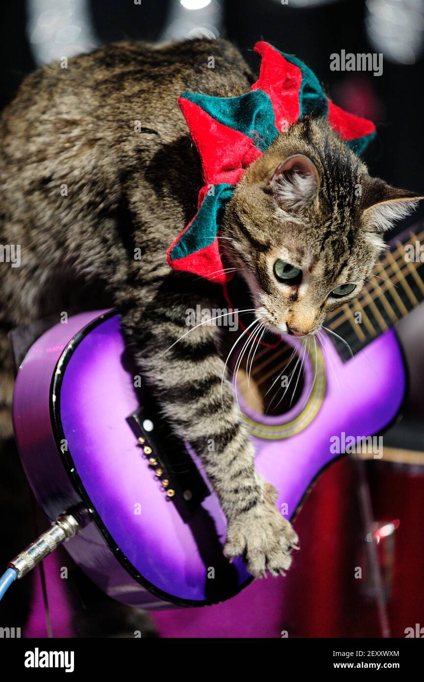 The Rock Cats guitarist, Oz, plays to the sold out audience during the ...