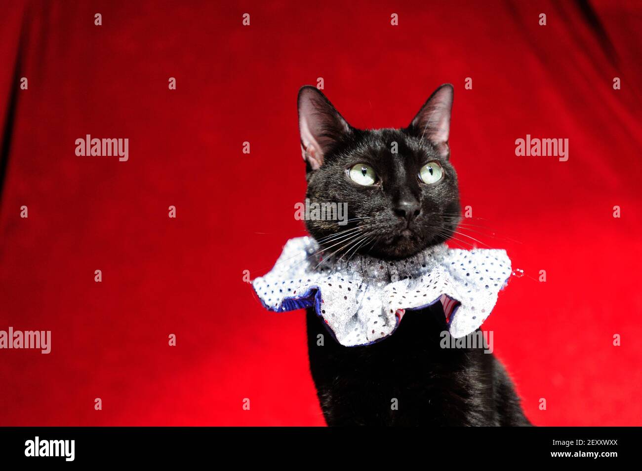 High performance cat hi-res stock photography and images - Alamy