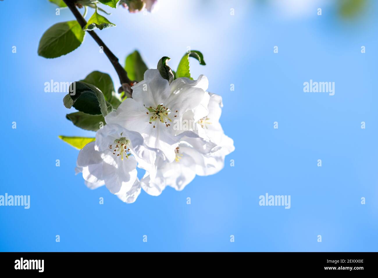 Fruit tree twigs with blooming white and pink petal flowers in spring ...