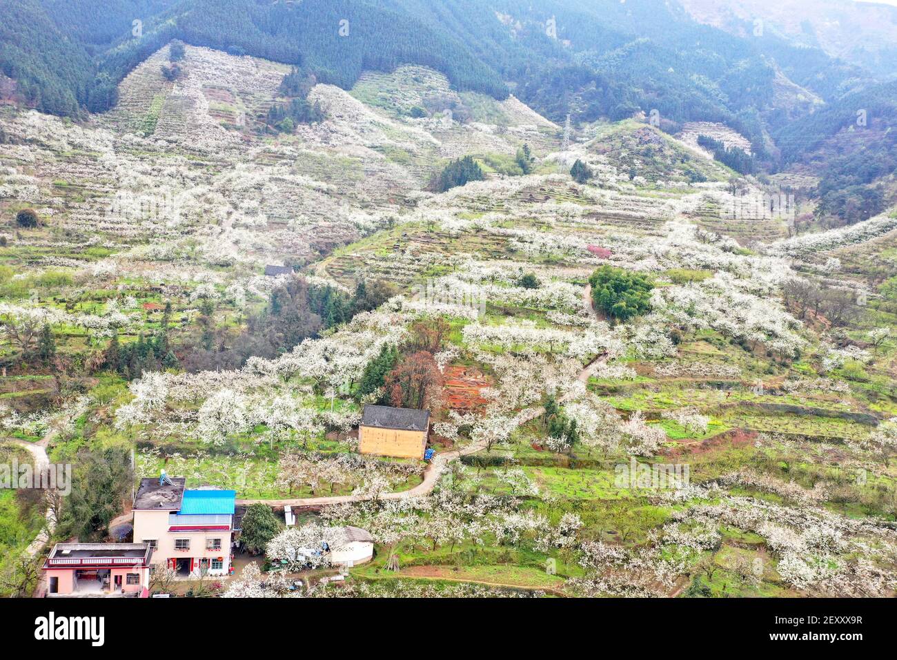 After a spring rain, thousands of acres of white pear blossoms in the ...