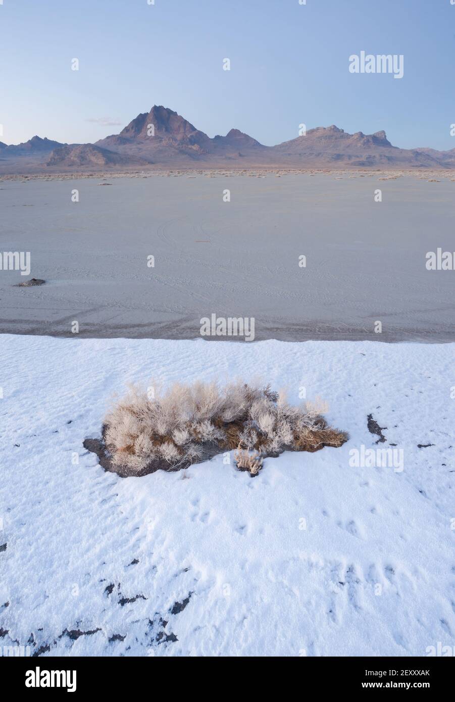 Vertical Sage Brush Frozen Ground Salt Flats Utah Desert Stock Photo ...