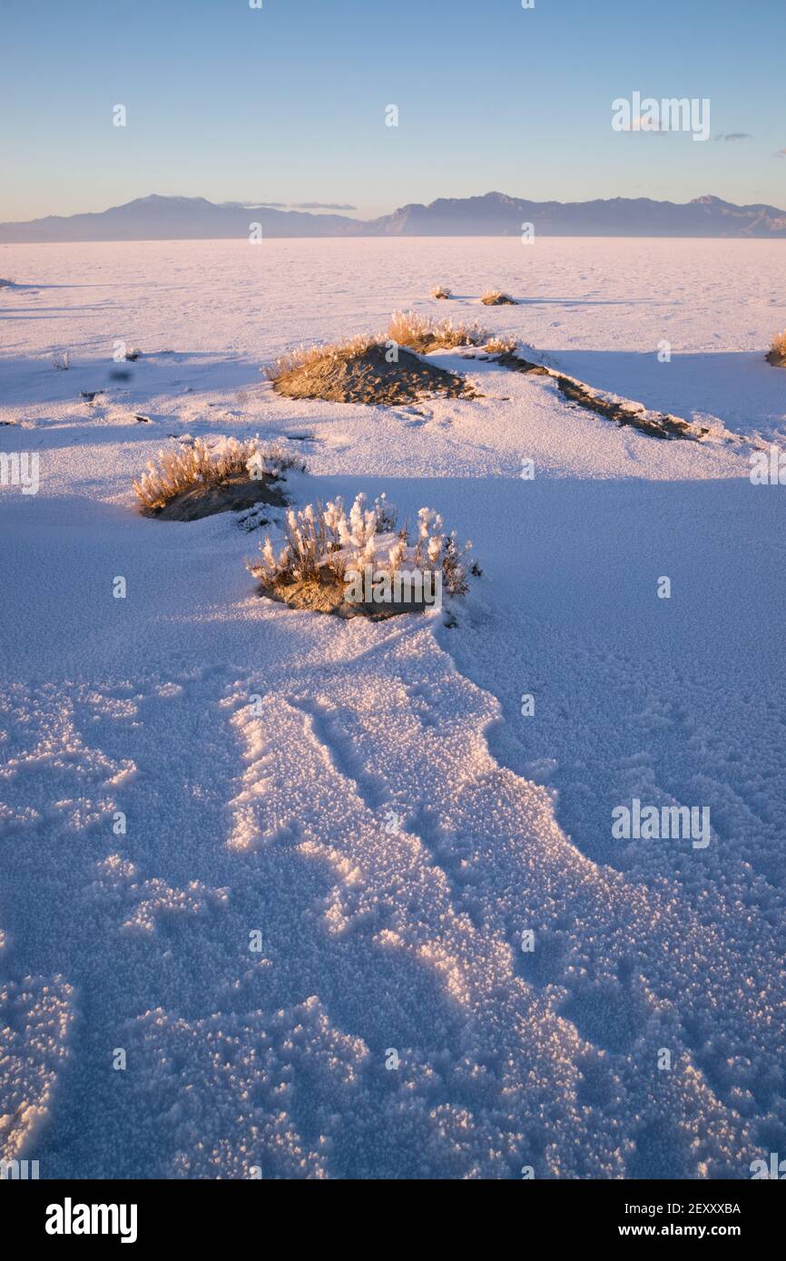 Vertical Sage Brush Frozen Ground Salt Flats Utah Desert Stock Photo ...