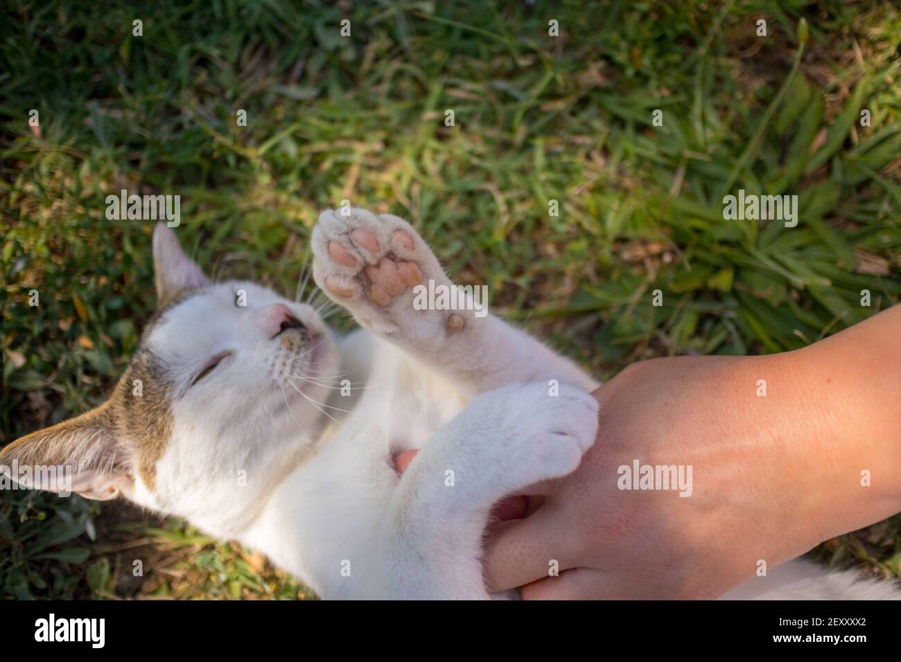 cat and love, caressing hand and cat paw Stock Photo - Alamy