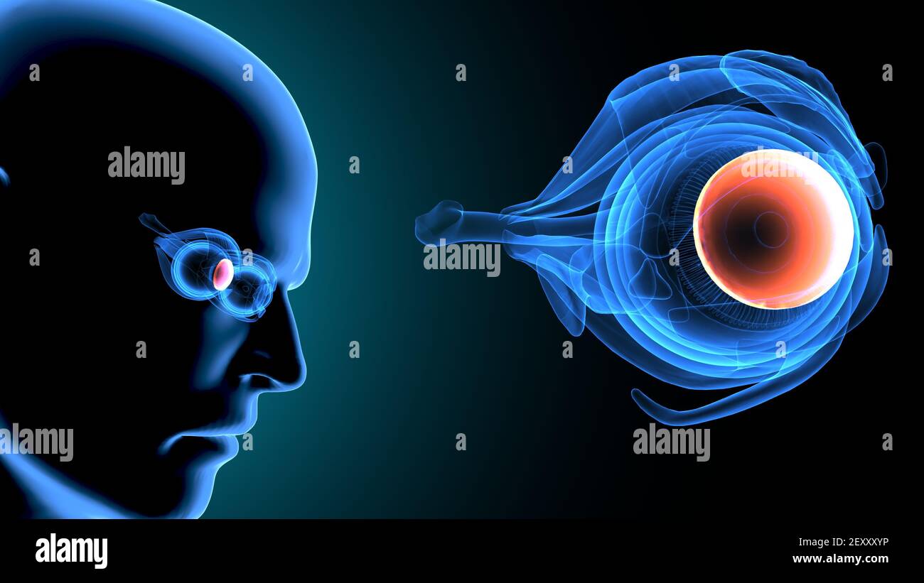 3d render of human body eye anatomy Stock Photo - Alamy
