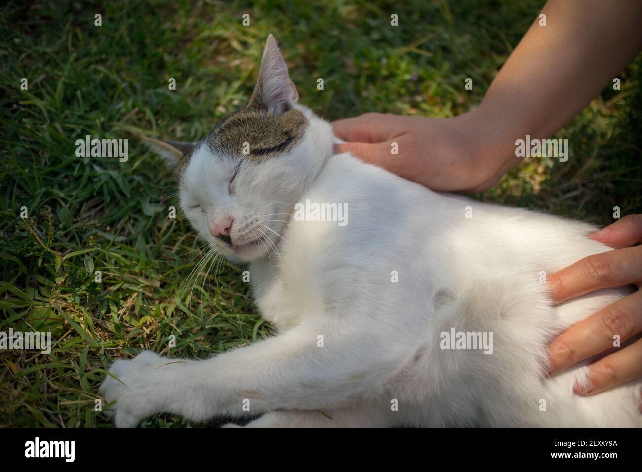 cat and love, caressing hand and cat paw Stock Photo - Alamy