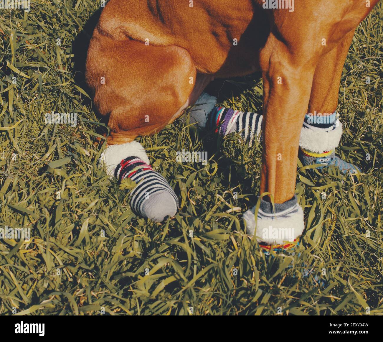 Dog socks hi-res stock photography and images - Alamy