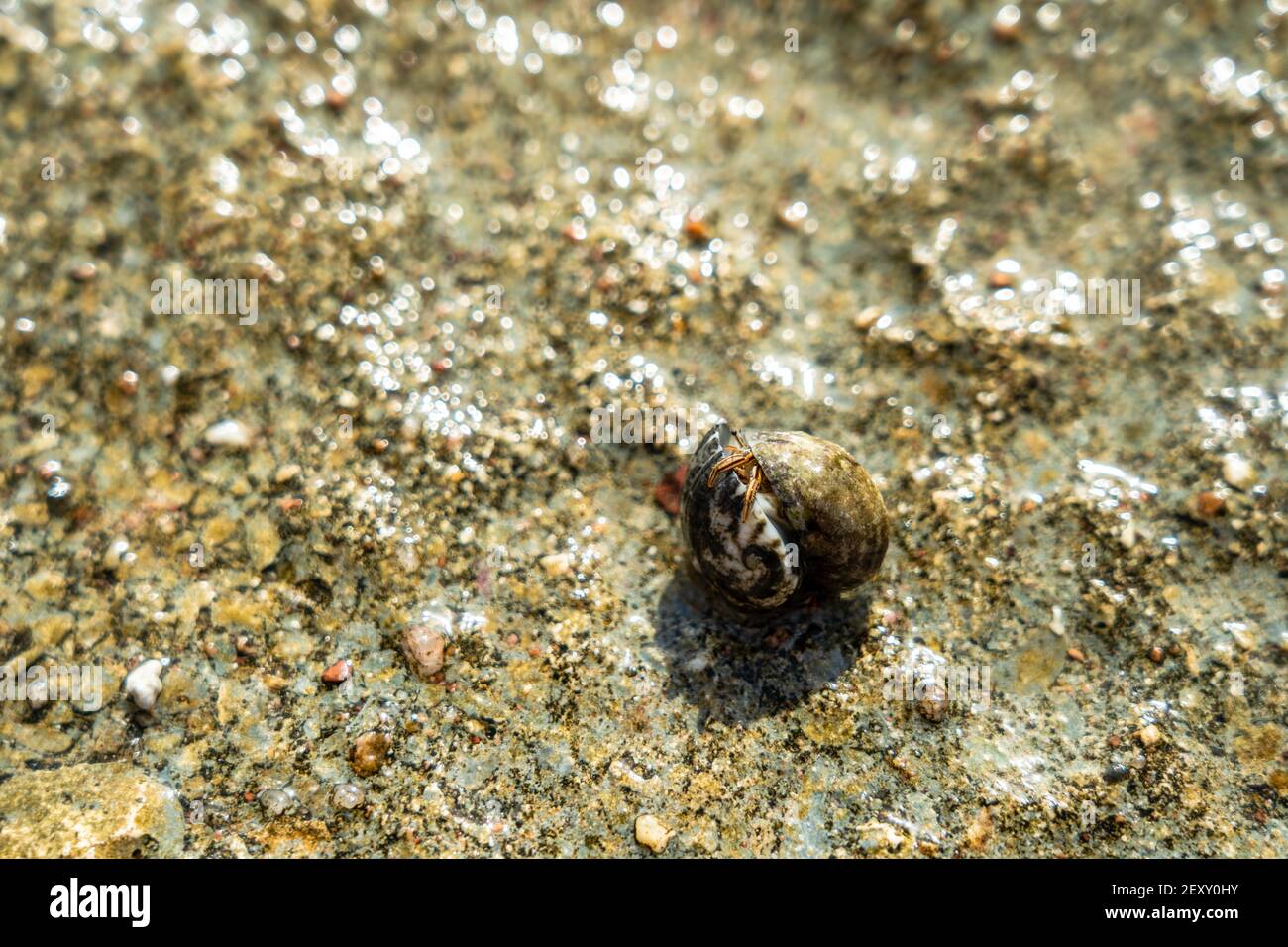 Two hermit crabs on a beach hi-res stock photography and images - Alamy