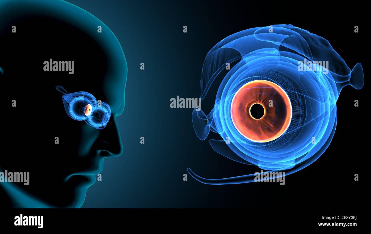 Human eye optic nerve detail hi-res stock photography and images - Alamy