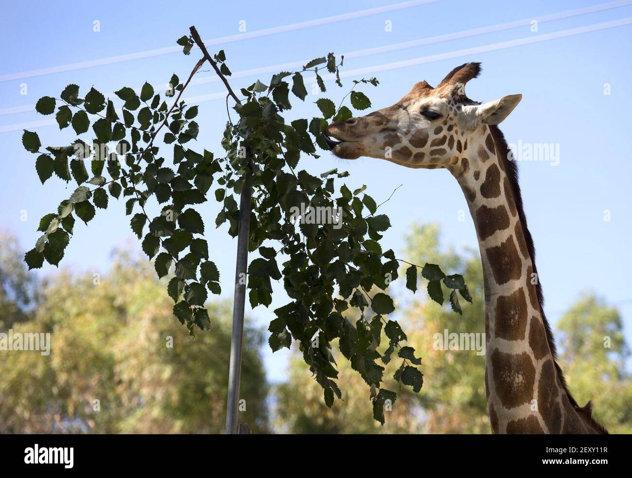 Goody, a 16-year-old giraffe eats tree trimmings raised up on a pole at ...