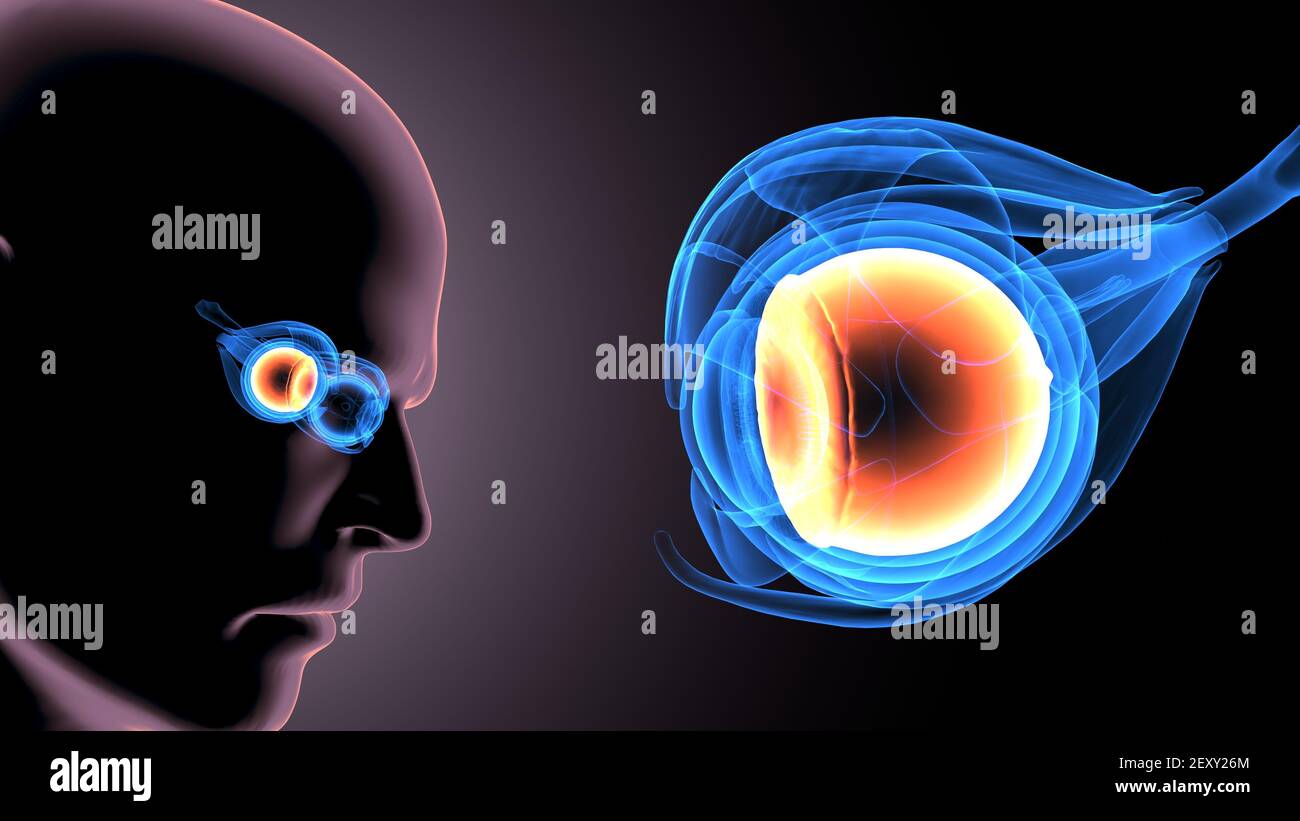3d render of human body eye anatomy Stock Photo - Alamy