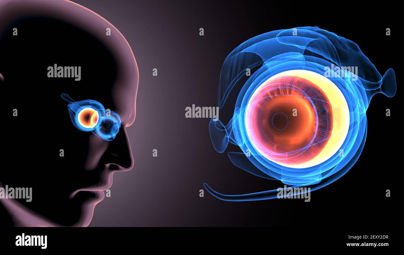 3d render of human body eye anatomy Stock Photo - Alamy