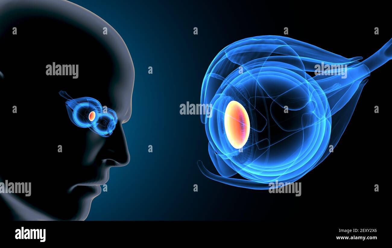 3d render of human body eye anatomy Stock Photo - Alamy