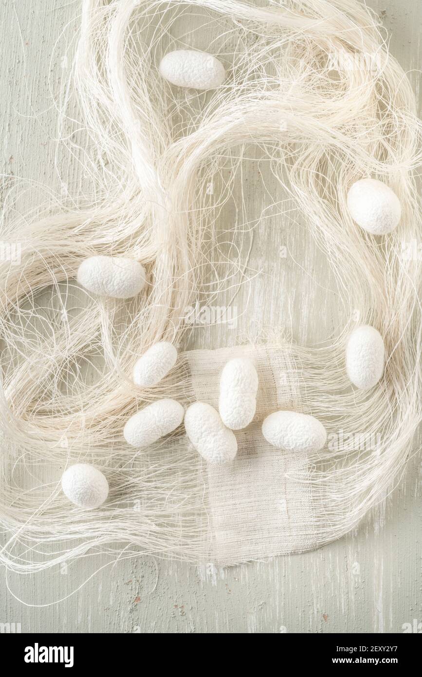 Silk cocoon the commercially bred caterpillar of silkworm moth, which ...