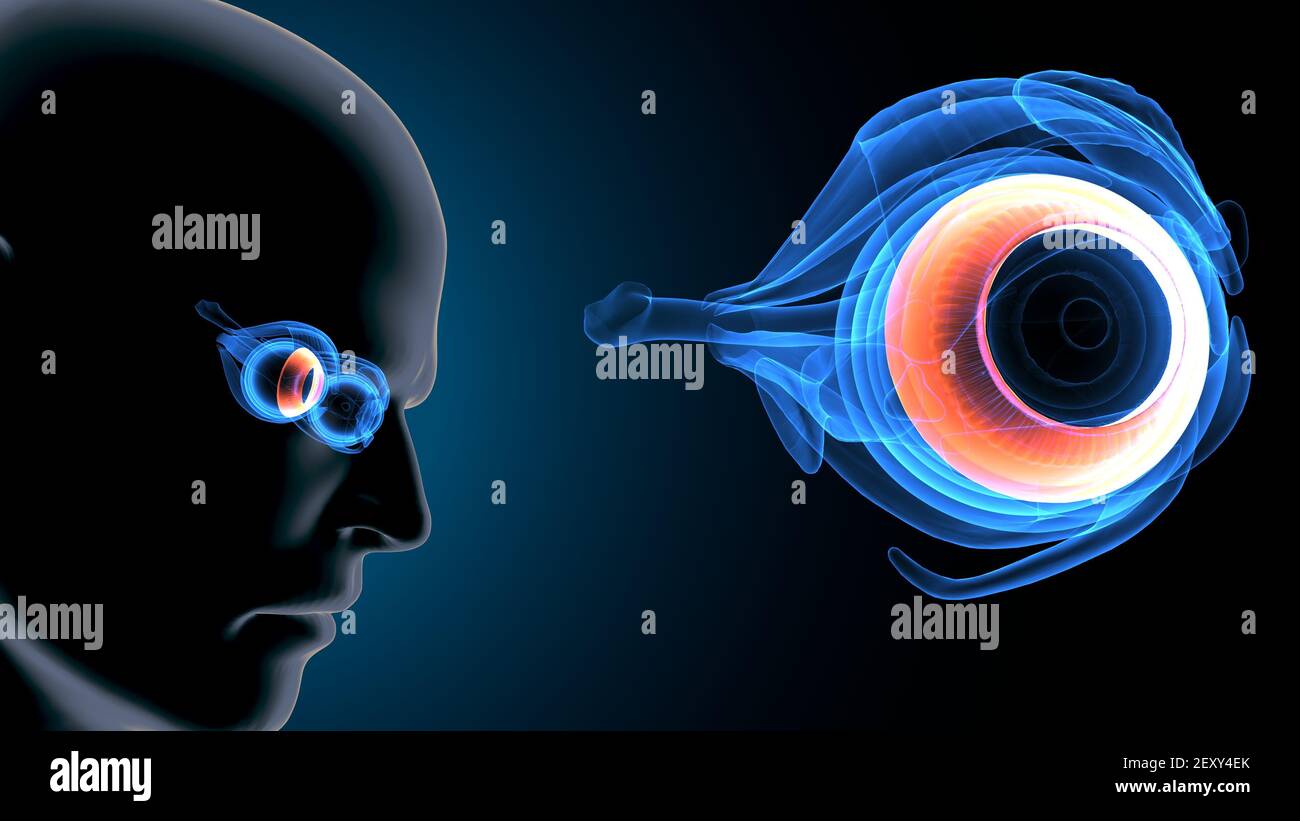 3d render of male human body eye anatomy Stock Photo - Alamy