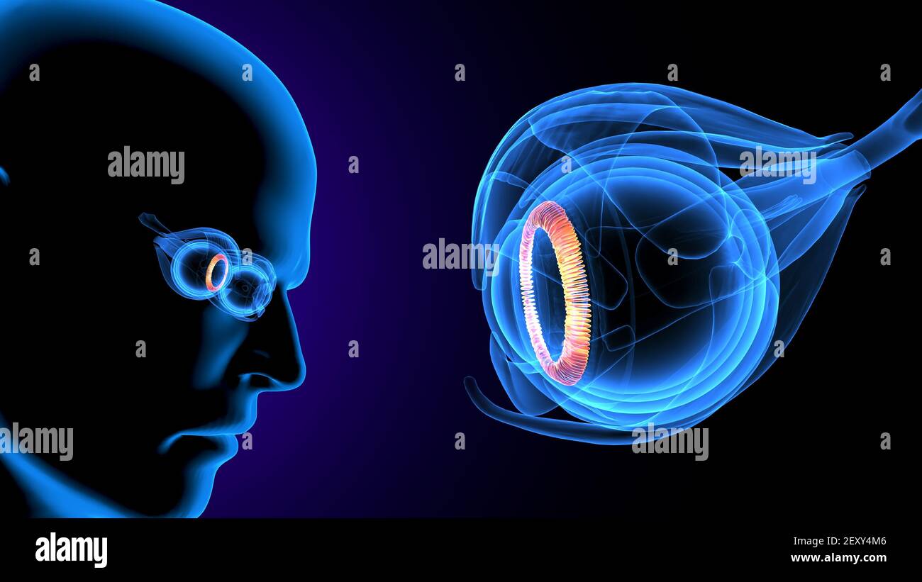 3d render of male human body eye anatomy Stock Photo - Alamy